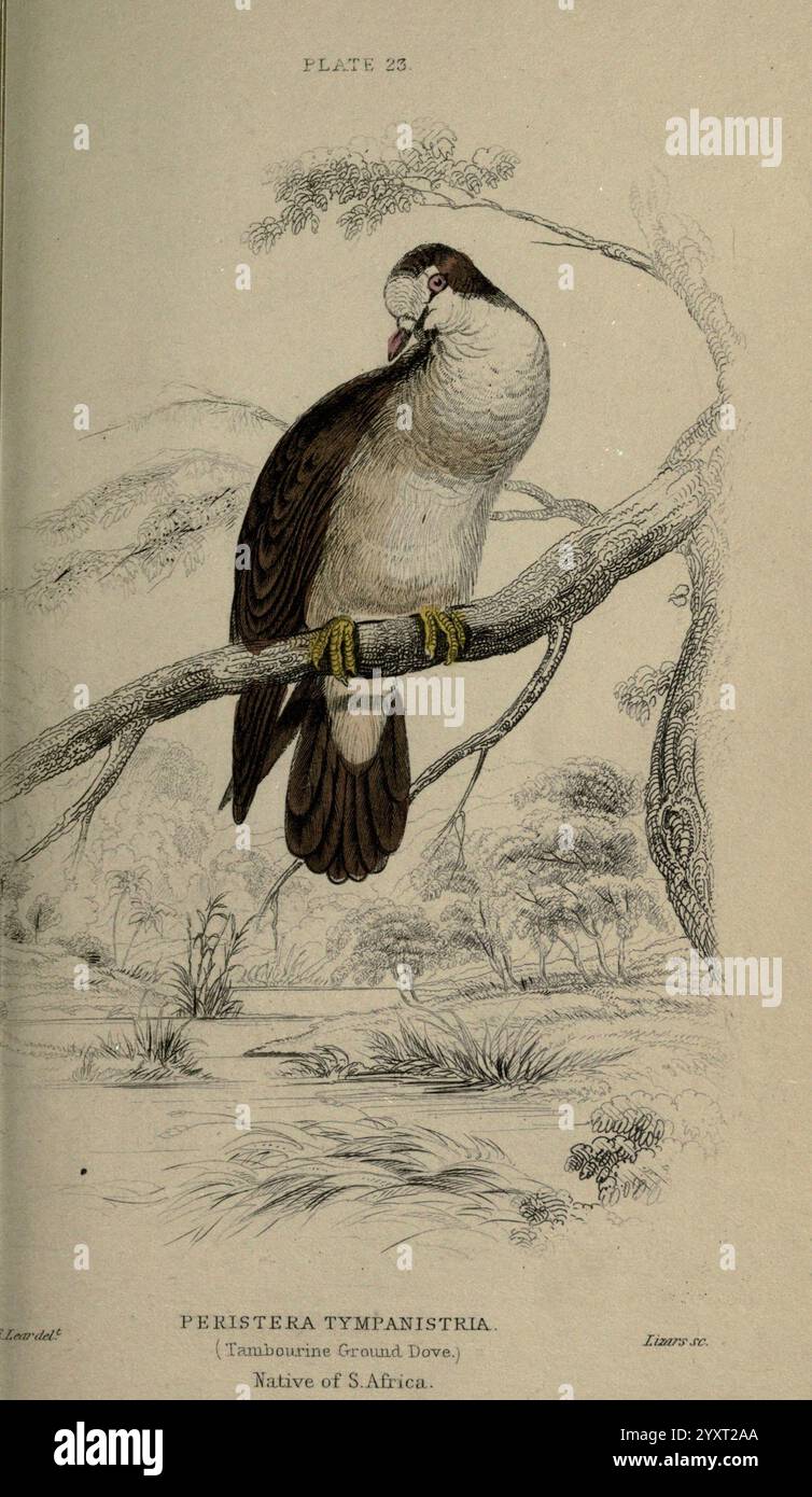 Pigeons edinburgh w hi-res stock photography and images - Alamy