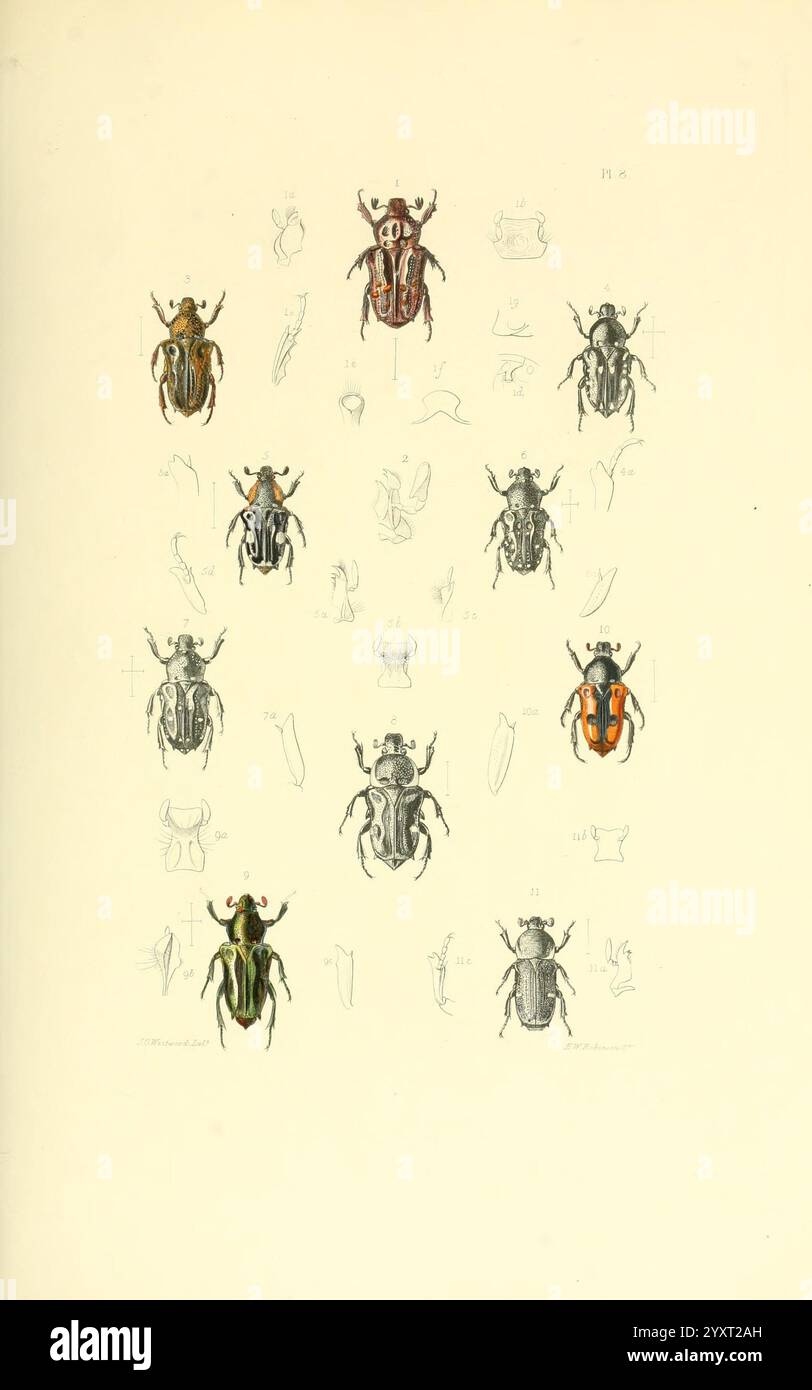 Thesaurus Entomologicus Oxoniensis Oxford At the Clarendon Press 1874 ...
