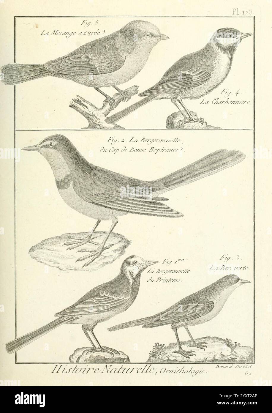 Tableau, Encyclopédique, Et, Méthodique, Des, Trois, Règnes, De, La ...