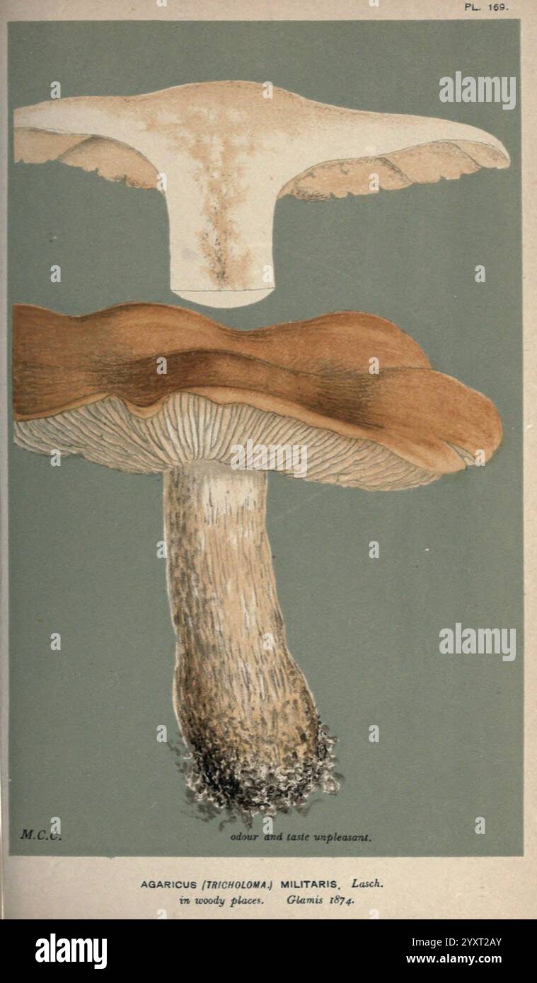 Illustrations of British Fungi (Hymenomycetes), to serve as an atlas to ...