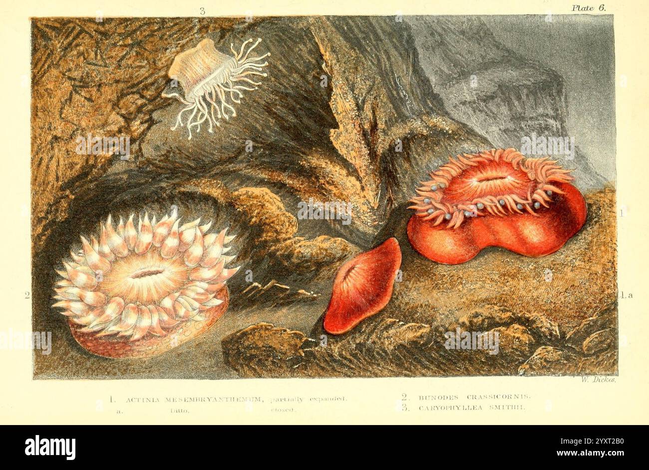 Ecology actinia equina urticina hi-res stock photography and images - Alamy
