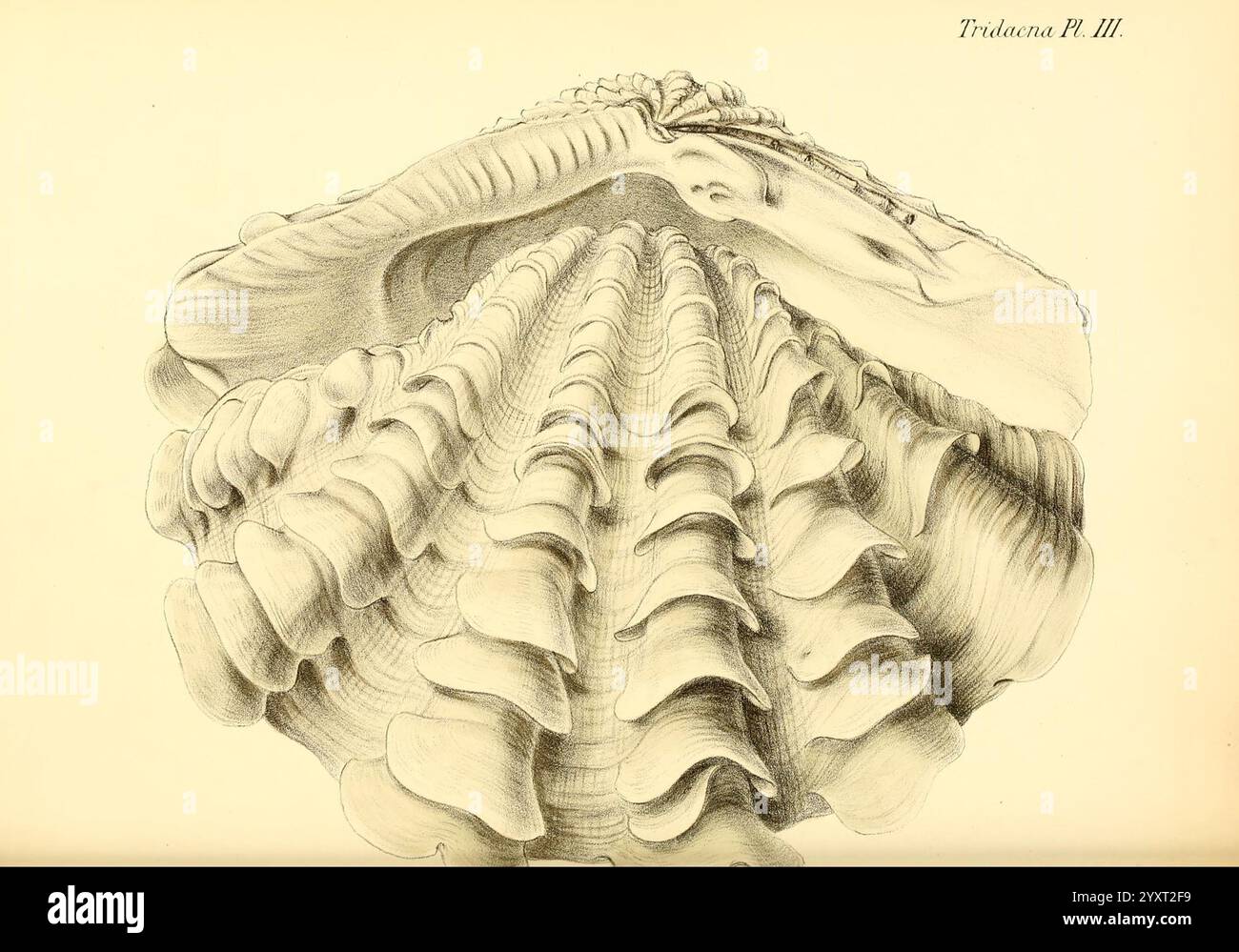 Detailed ridges create hi-res stock photography and images - Alamy
