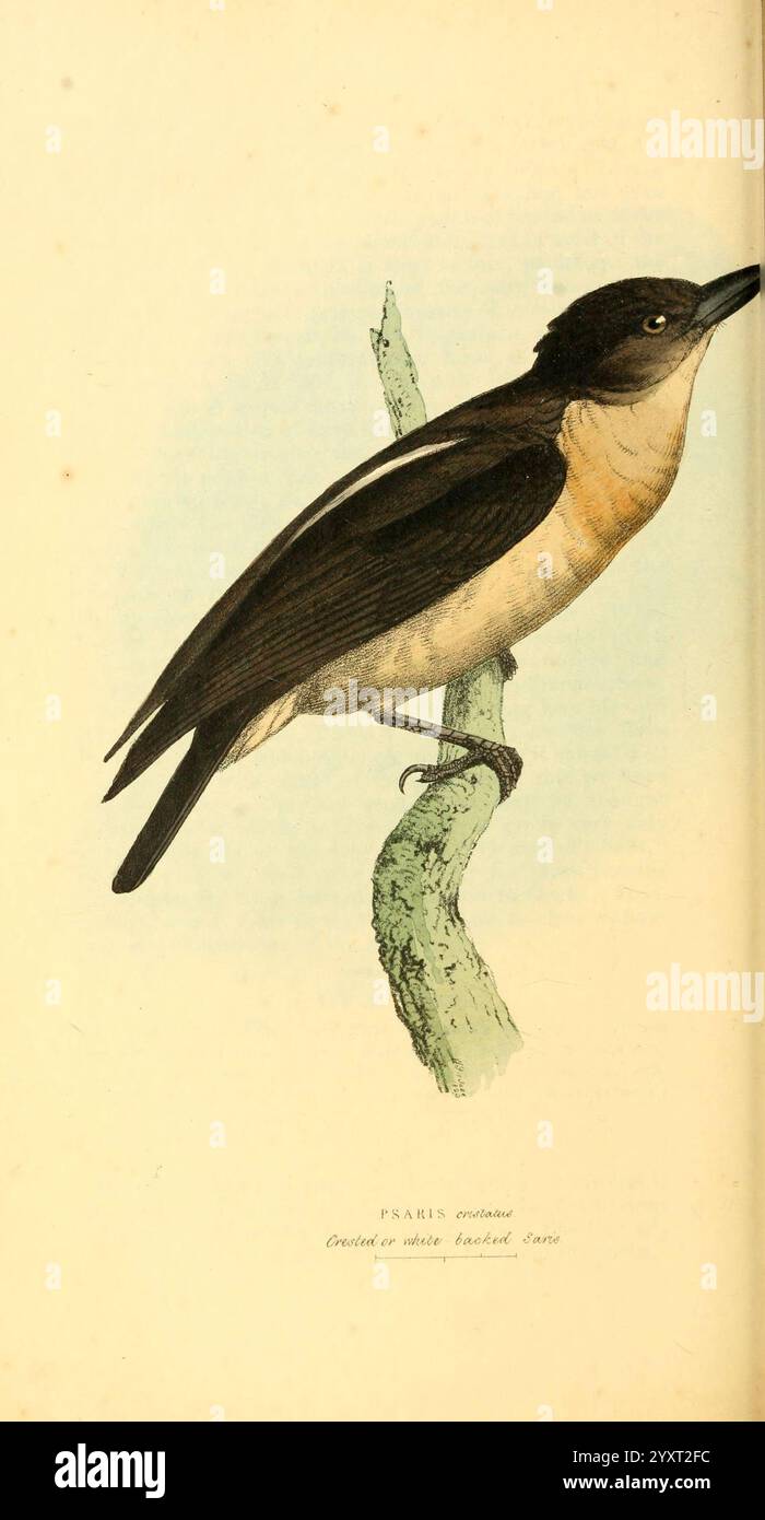 Predominantly dark head hi-res stock photography and images - Alamy