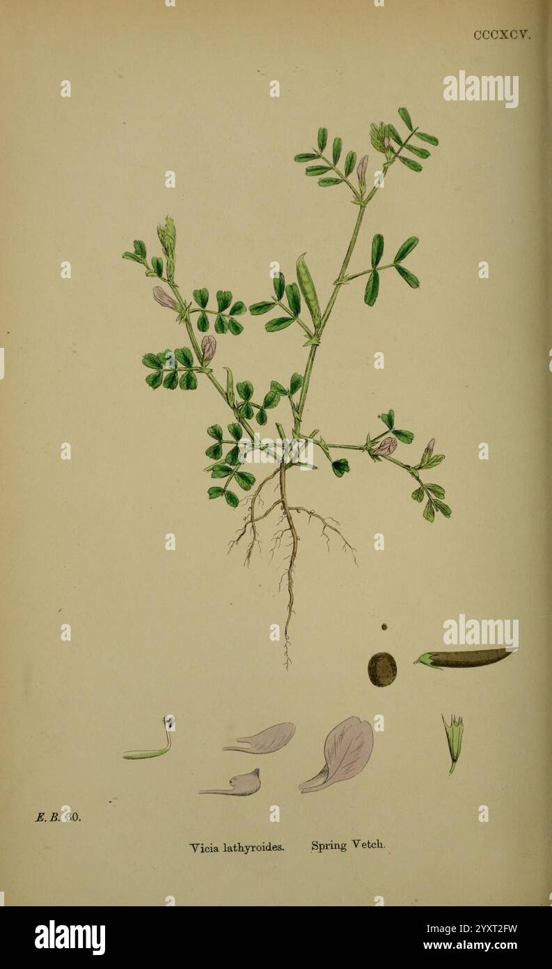 English, botany, Coloured, figures, British, plants, London, R ...