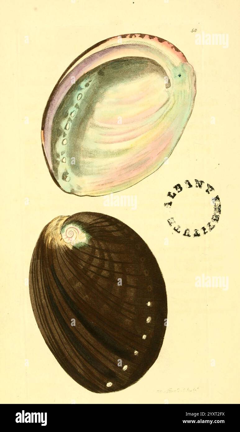 Two intricately detailed shells hi-res stock photography and images - Alamy