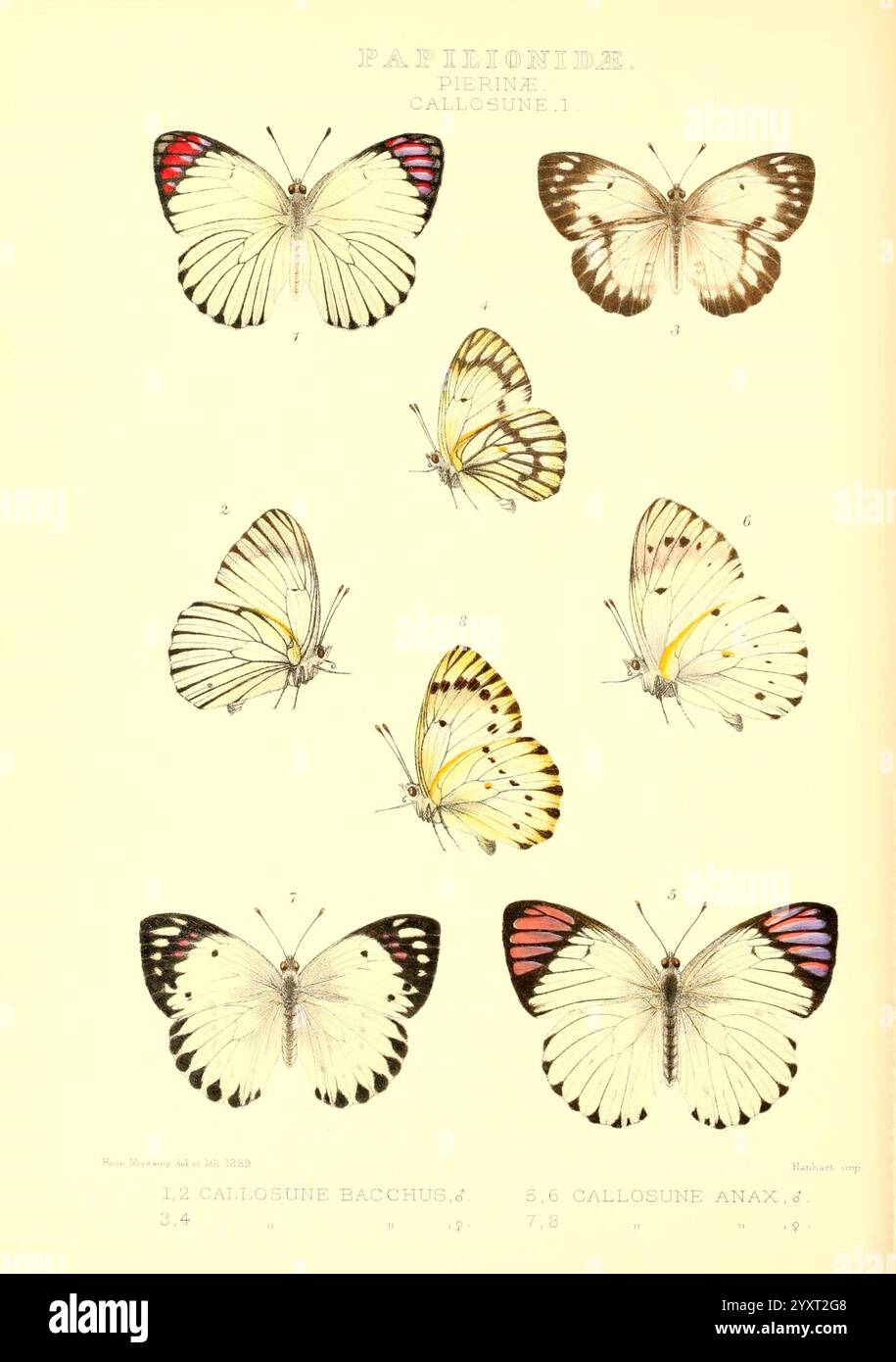 Callidula bacchus hi-res stock photography and images - Alamy