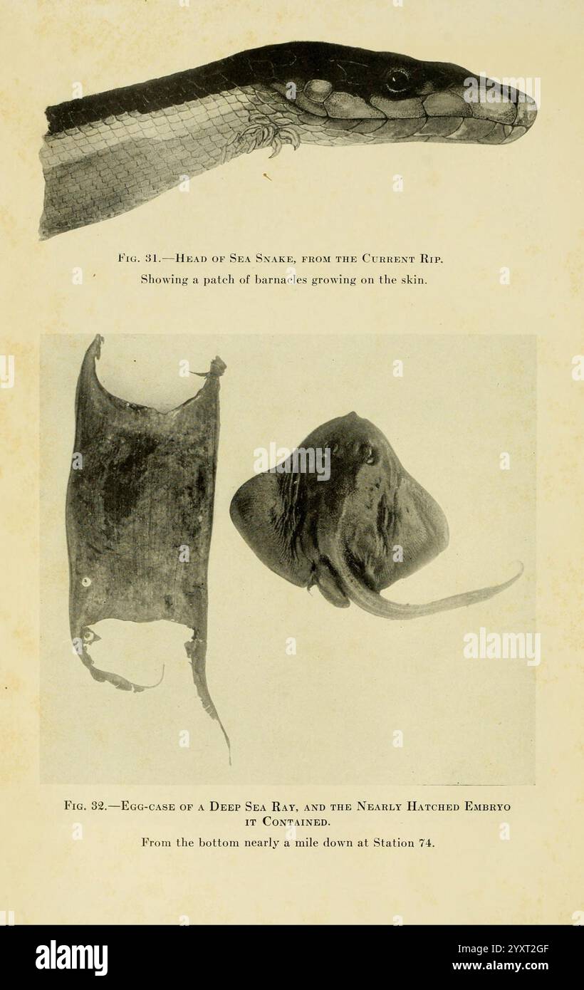 The Arcturus Adventure, New York, 1926. Arcturus ship, Cocos Island ...