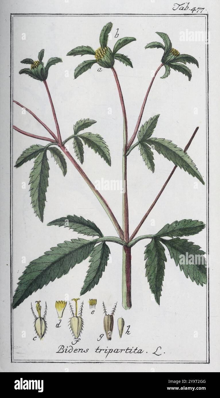 Icones plantarum medicinalium, Nürnberg, auf Kosten der Raspischen ...