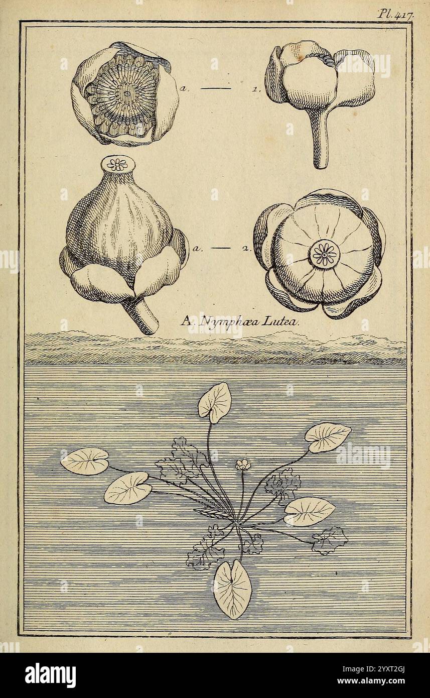 Nymphaea indica hi-res stock photography and images - Alamy