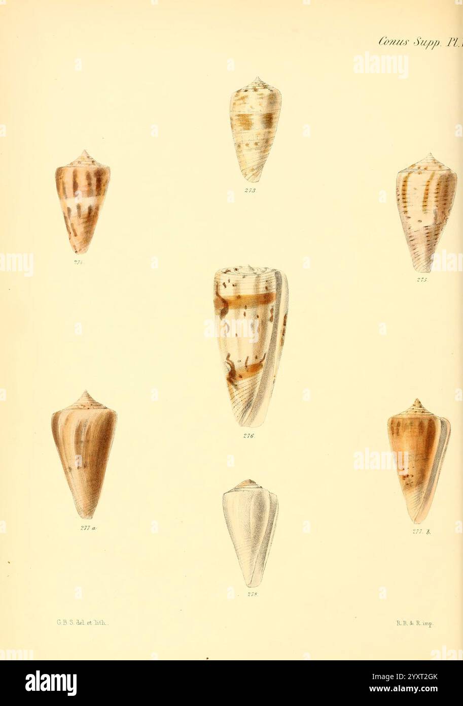 Conchologia iconica, or Illustrations of the shells of molluscous ...