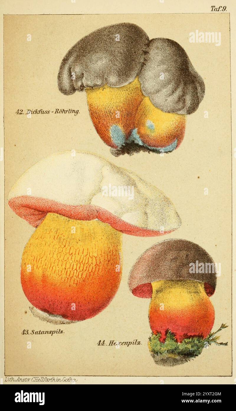 Showcasing three distinct fungi types labeled hi-res stock photography ...