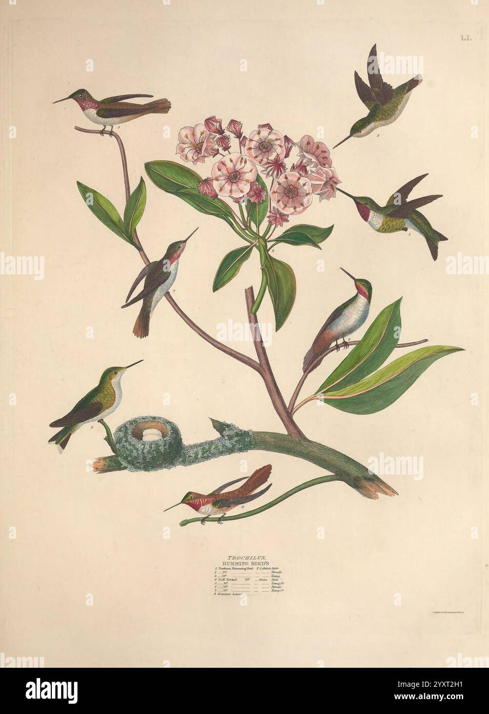 Hummingbirds exhibit hi-res stock photography and images - Alamy