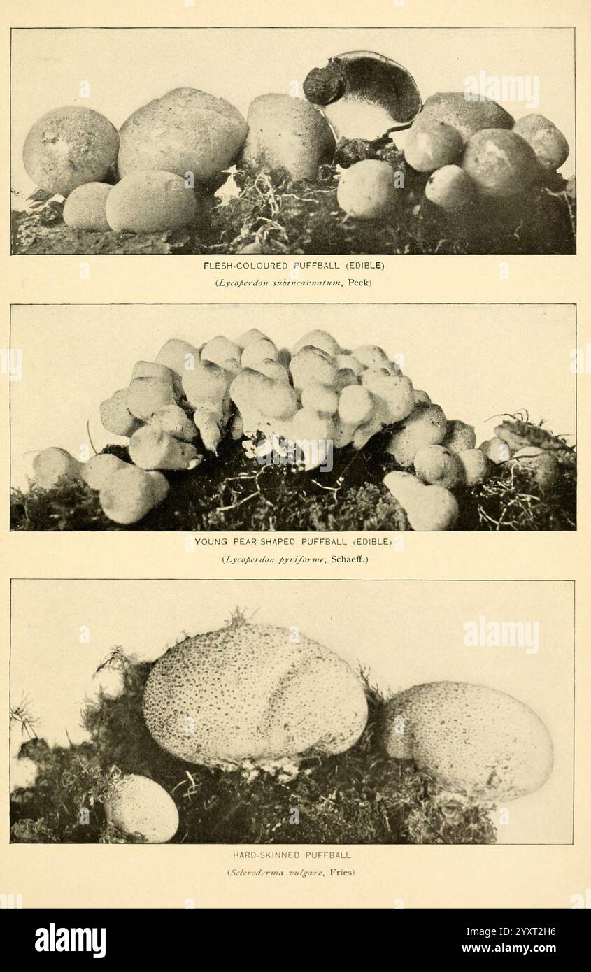 Hard skinned puffball hi-res stock photography and images - Alamy