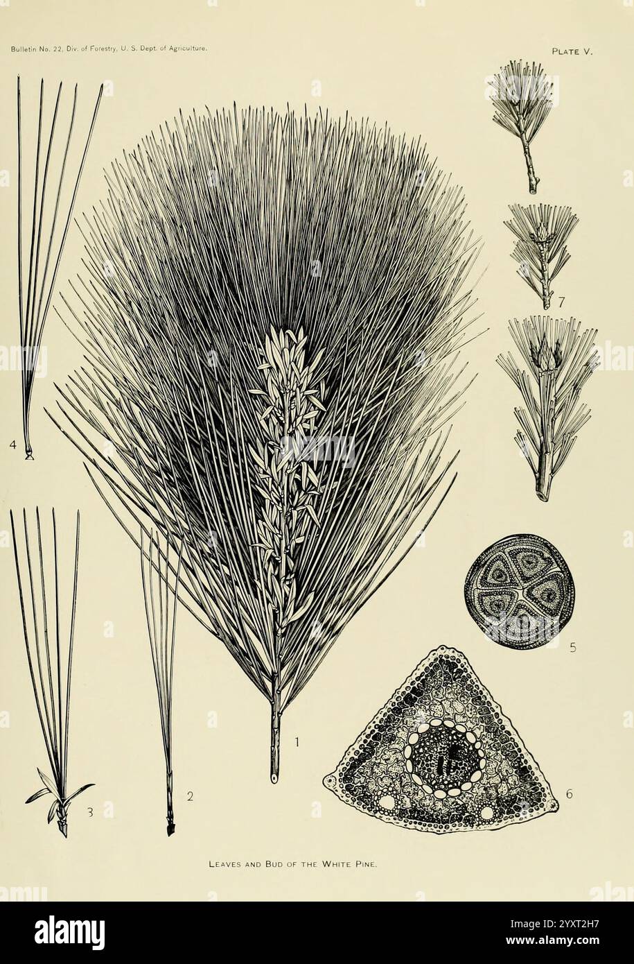 The timber pines of the southern United States, Washington, Govt. Print ...