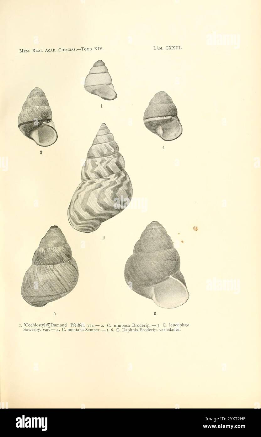Memorias de la Real Academia de Ciencias Exactas, Fisicas y Naturales ...