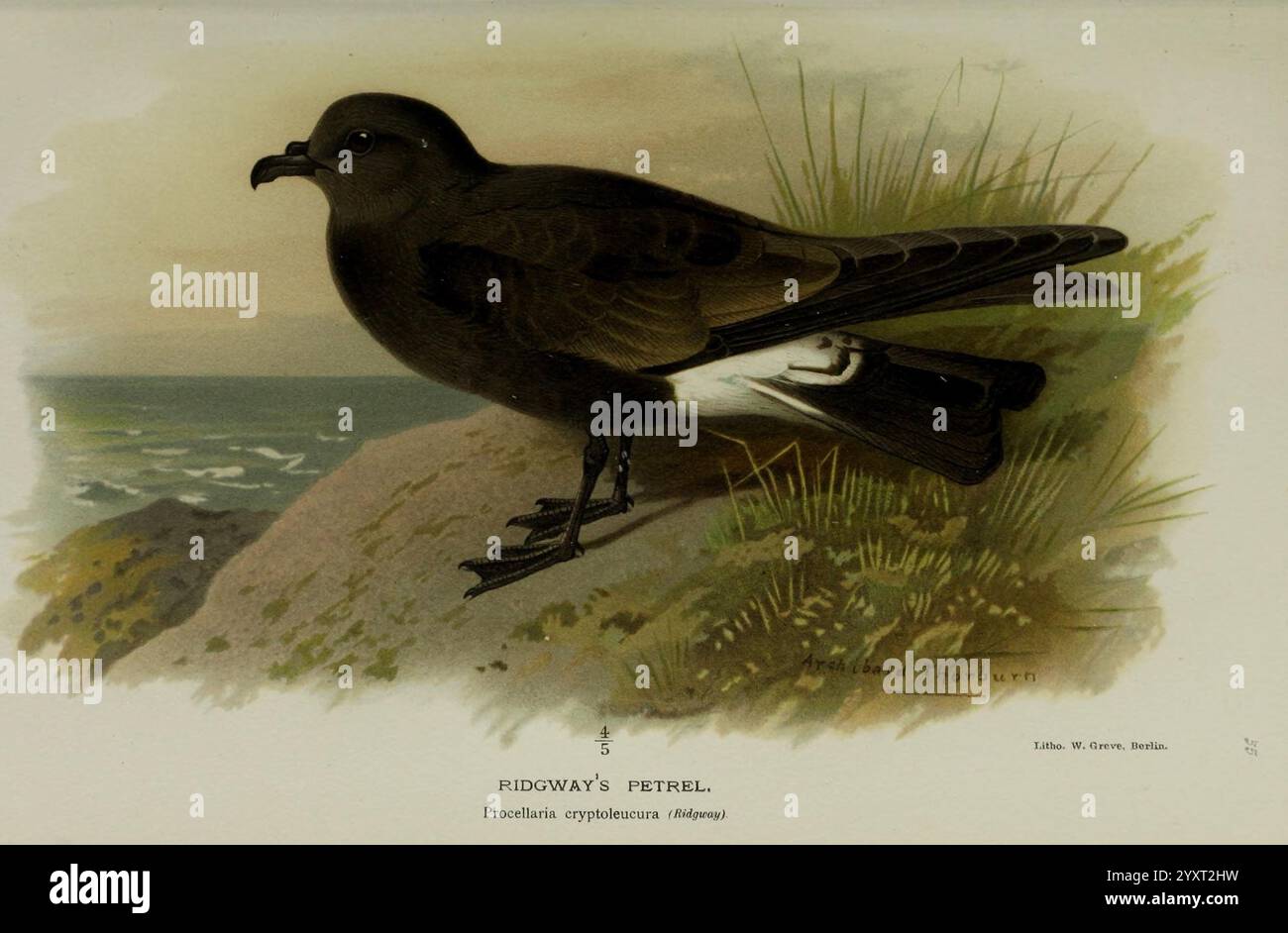 Ridgways petrel hi-res stock photography and images - Alamy