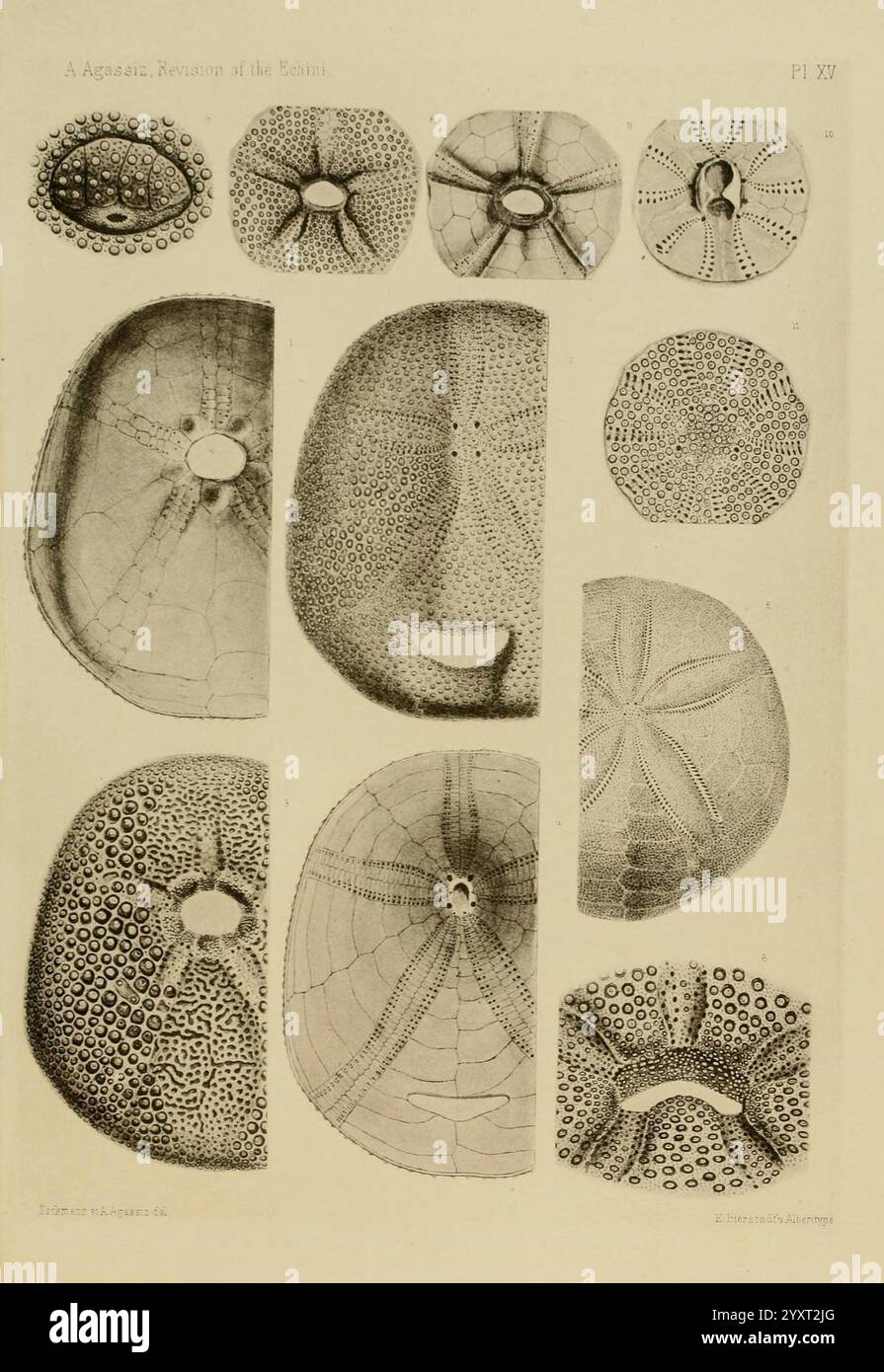 Revision of the Echini Cambridge [Mass.], University Press, 1872-1874 ...