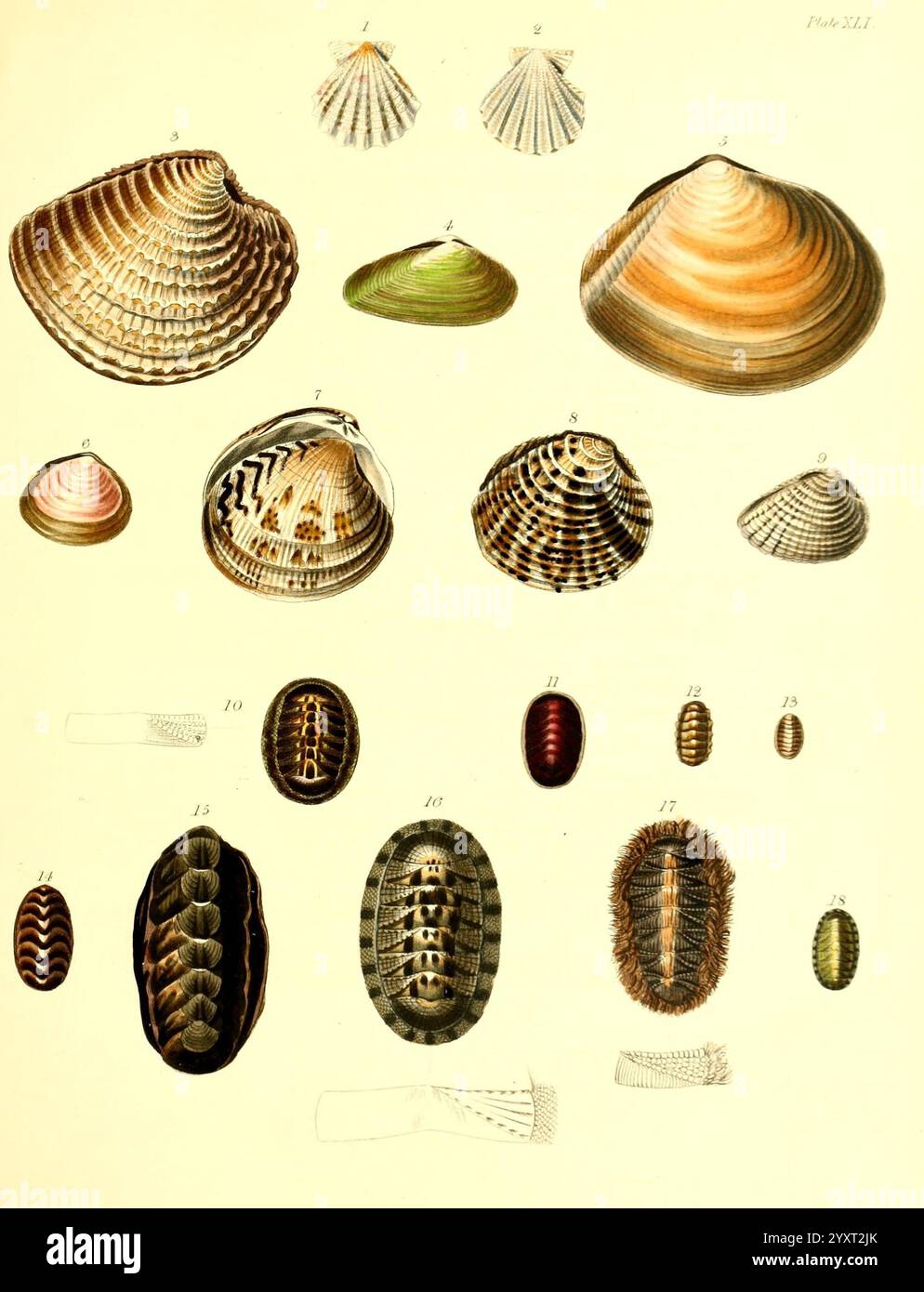 Assortment illustrates different families hi-res stock photography and ...