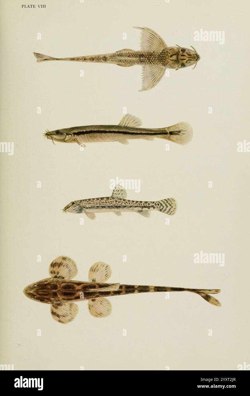 Streamlined fish follows hi-res stock photography and images - Alamy