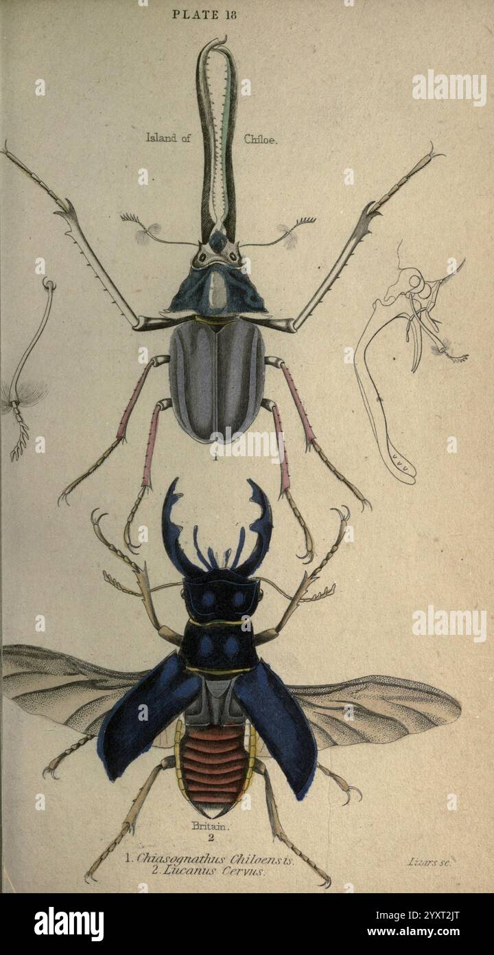 Two distinct beetle species hi-res stock photography and images - Alamy