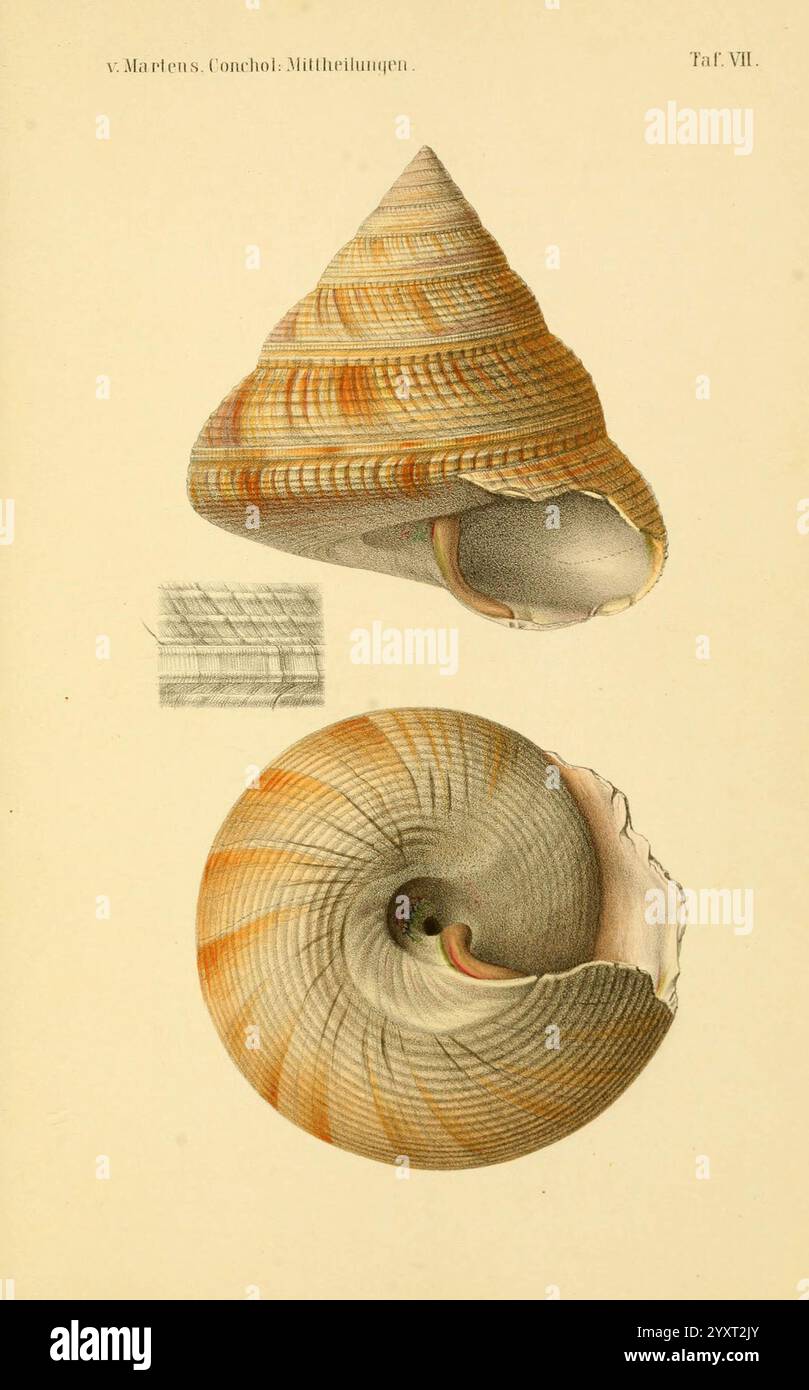 Internal whorls hi-res stock photography and images - Alamy