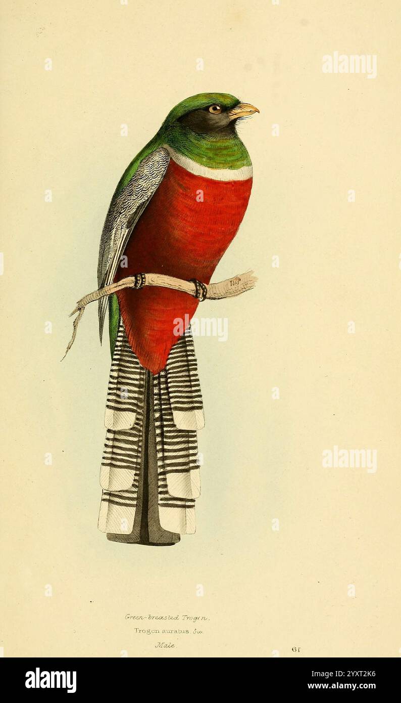 A selection of the birds of Brazil and Mexico, the drawings 1841, birds ...