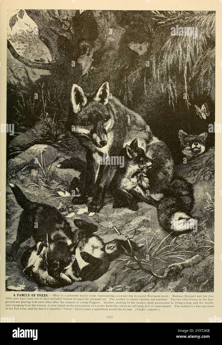 Various playful antics hi-res stock photography and images - Alamy