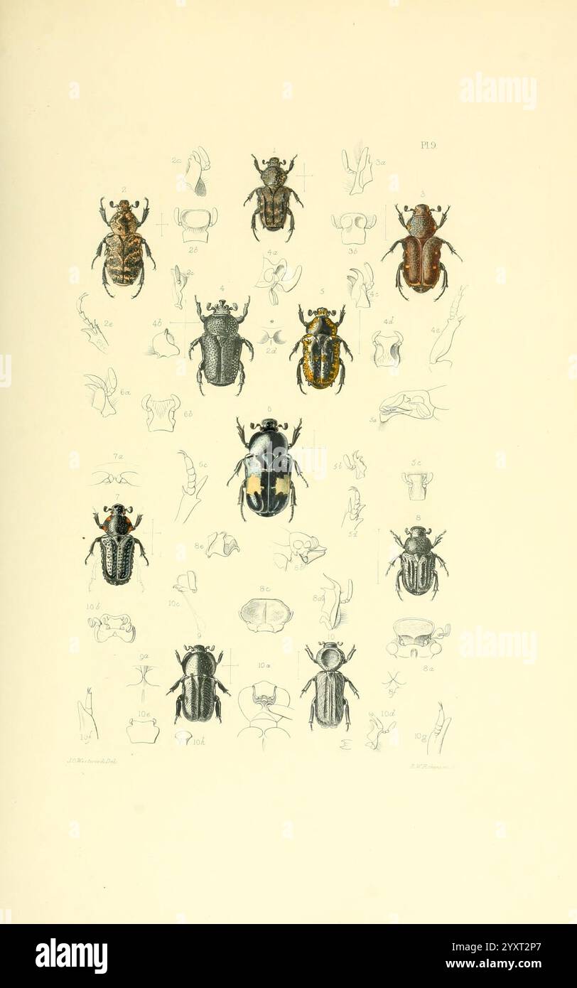 Various beetle species arranged hi-res stock photography and images - Alamy