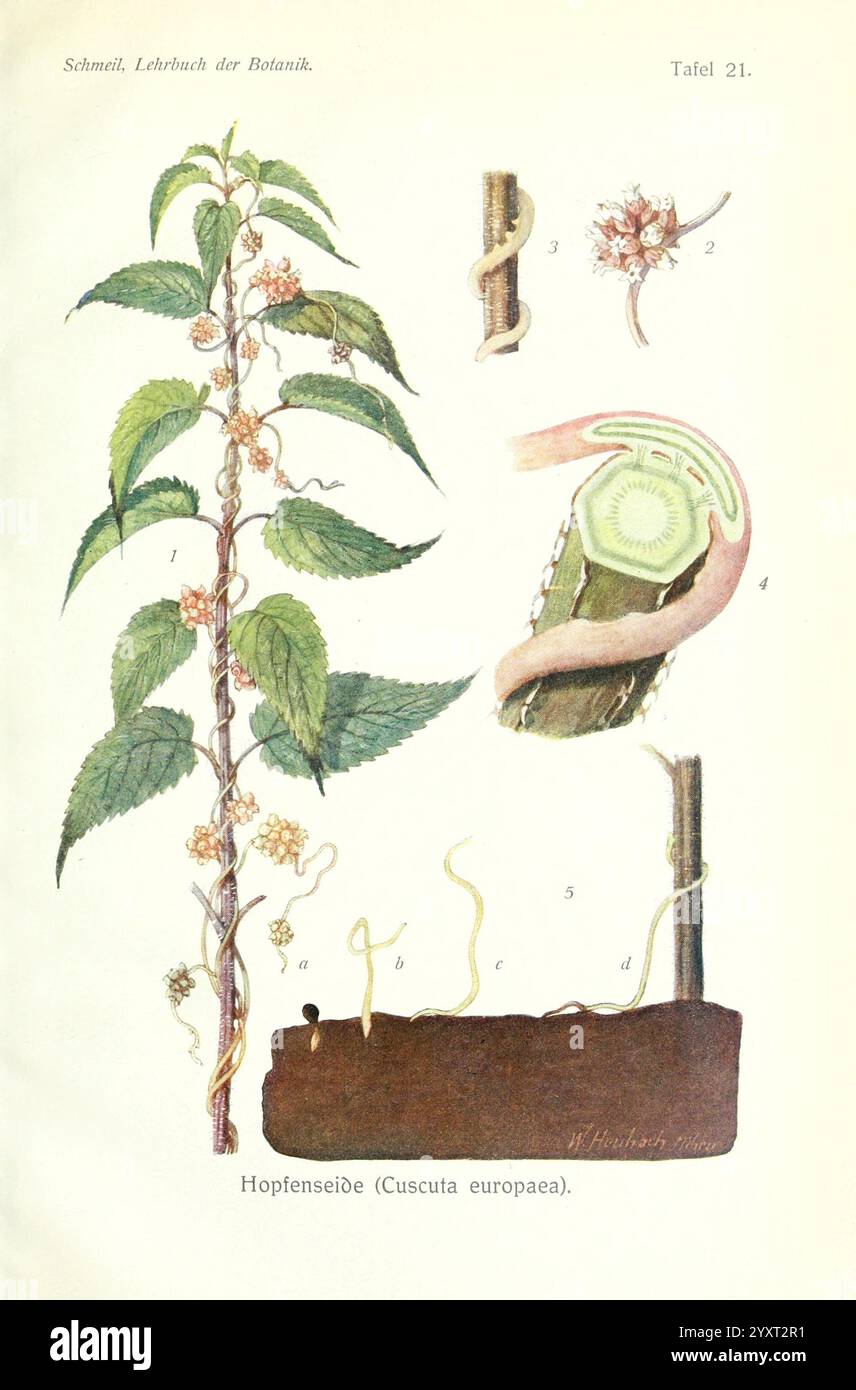 Phylum tracheophyta taxonomy hi-res stock photography and images - Alamy