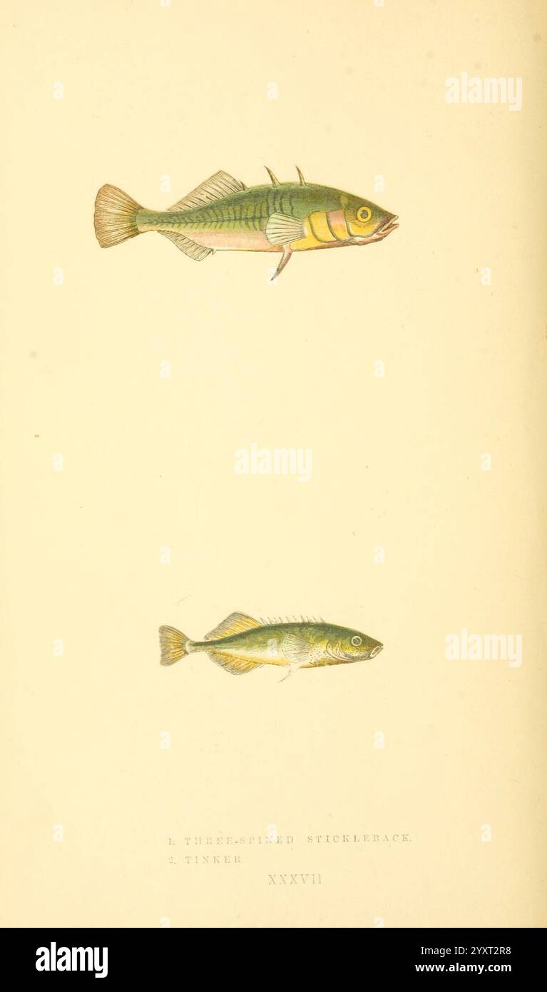 Streamlined body exhibits hi-res stock photography and images - Alamy