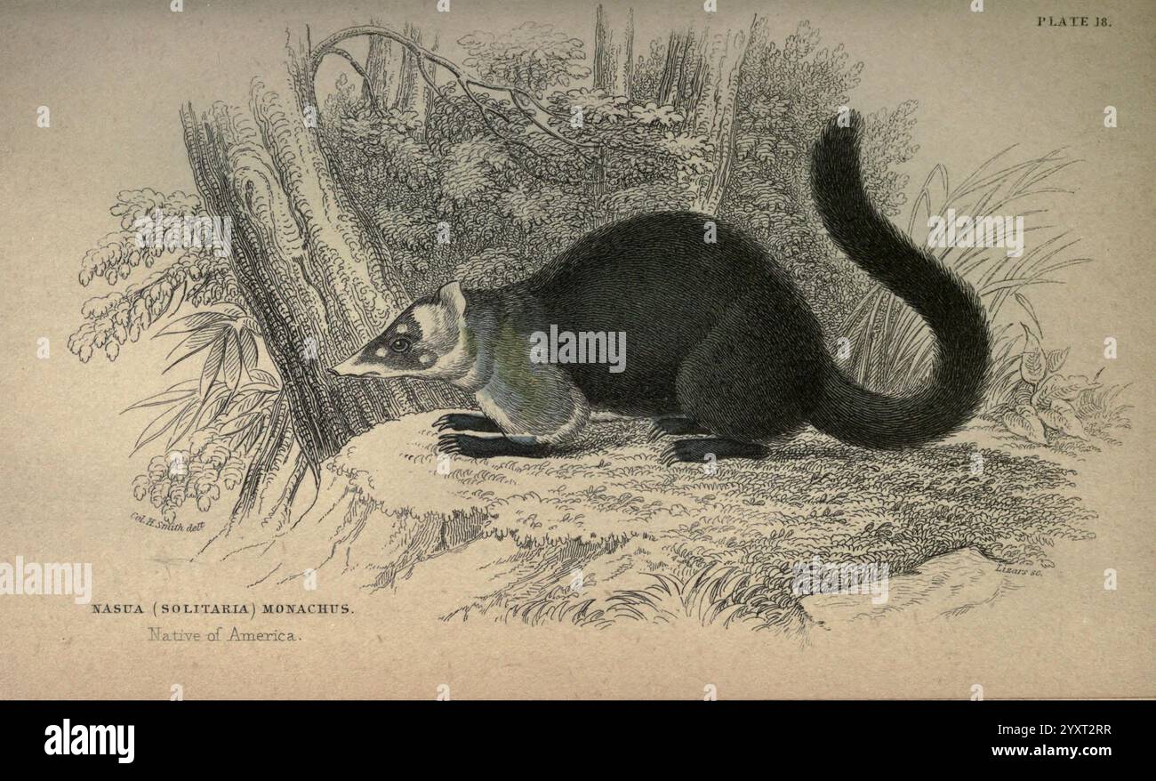 Native american marsupial hi-res stock photography and images - Alamy