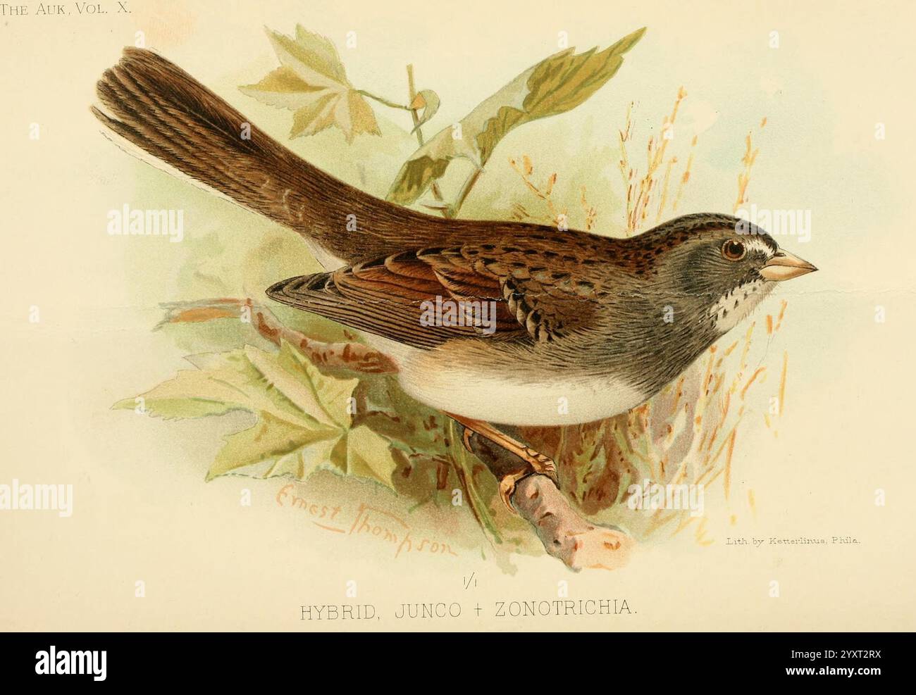 Distinguishing features include hi-res stock photography and images - Alamy