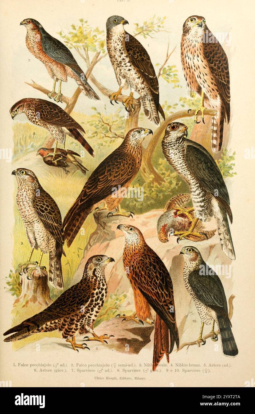 Top row highlights smaller raptors hi-res stock photography and images ...