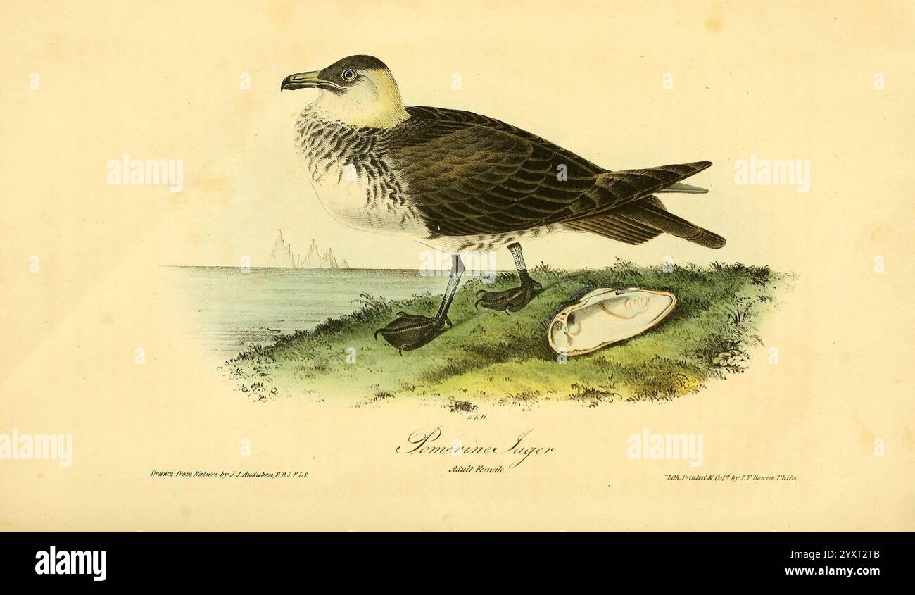 Birds stout body hi-res stock photography and images - Alamy