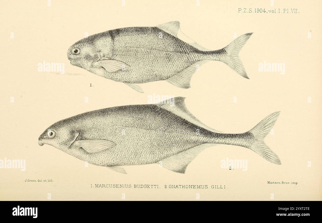 Two fish specimens hi-res stock photography and images - Alamy
