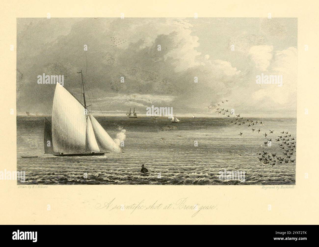 The, wild-fowler, London, England, Longman, Green, Longman, and Roberts ...
