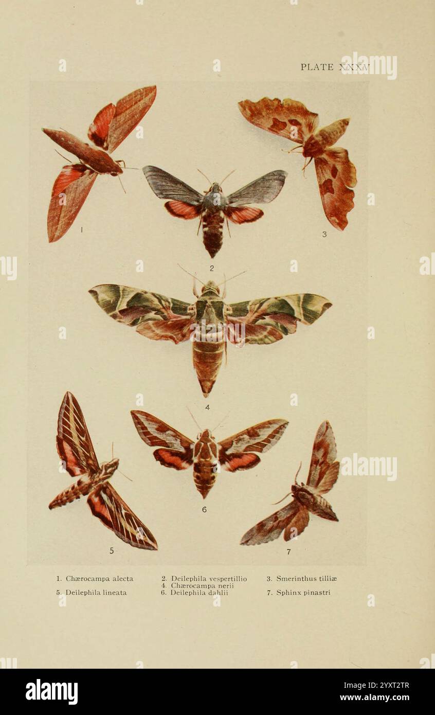 Insect, Life, London, A. & C. Black, ltd, 1921, Arthropoda, Entomology ...