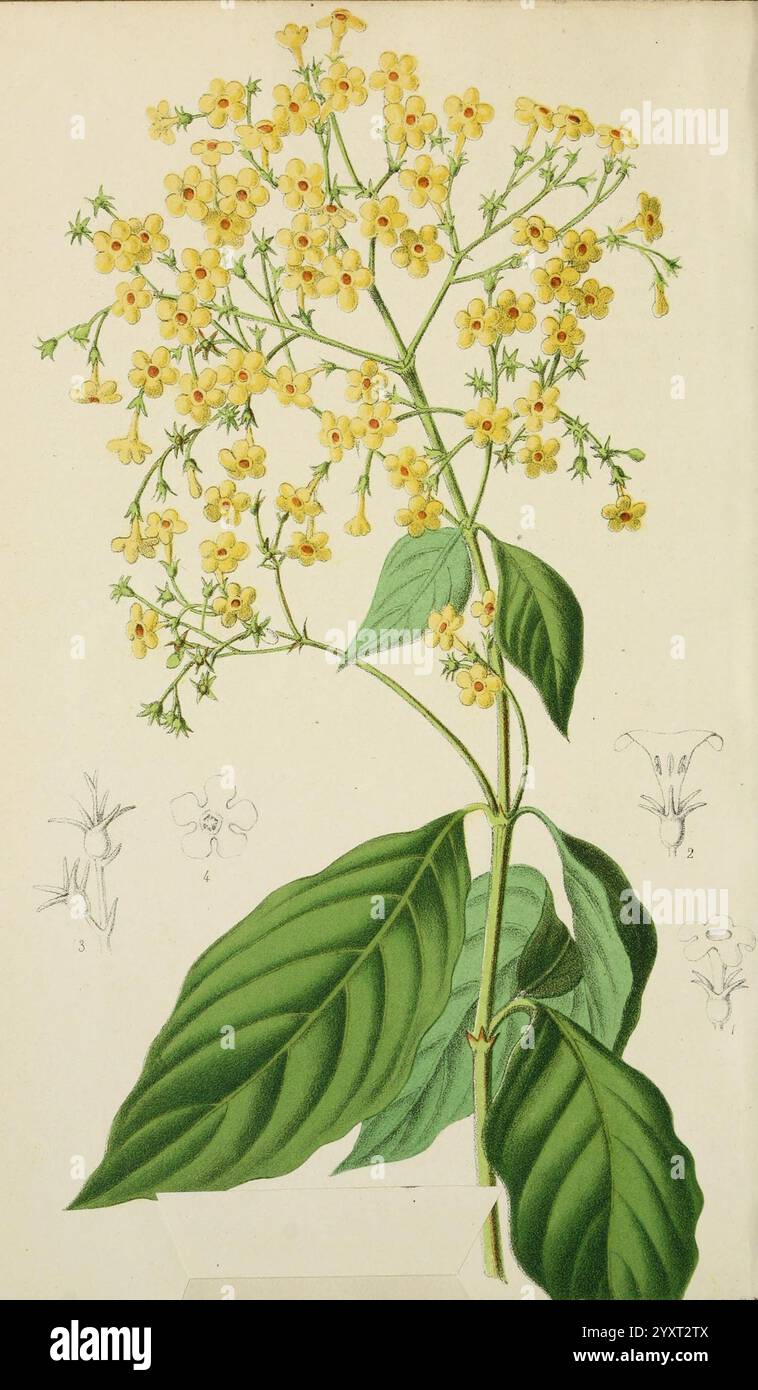 Additional flower forms hi-res stock photography and images - Alamy