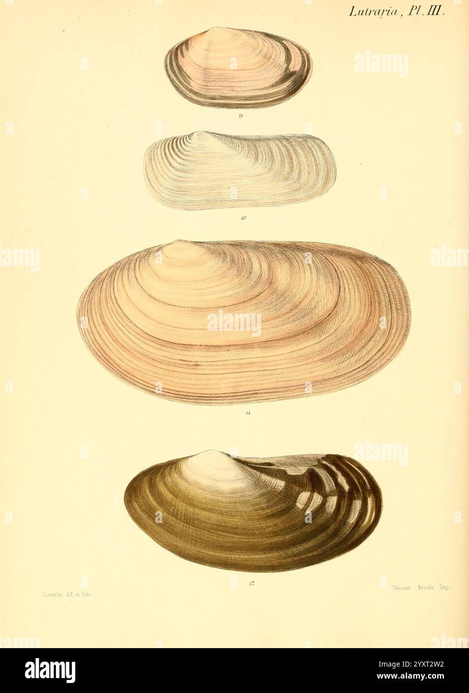 Conchologia Iconica, or Illustrations of the Shells of Molluscous ...