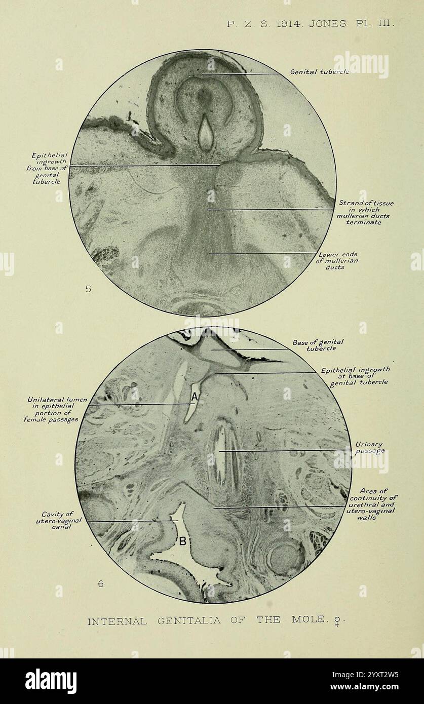 Genital tubercles hi-res stock photography and images - Alamy