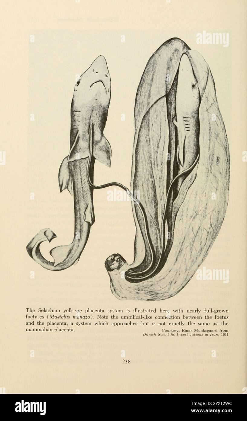Selachian yolk sac placenta system hi-res stock photography and images ...
