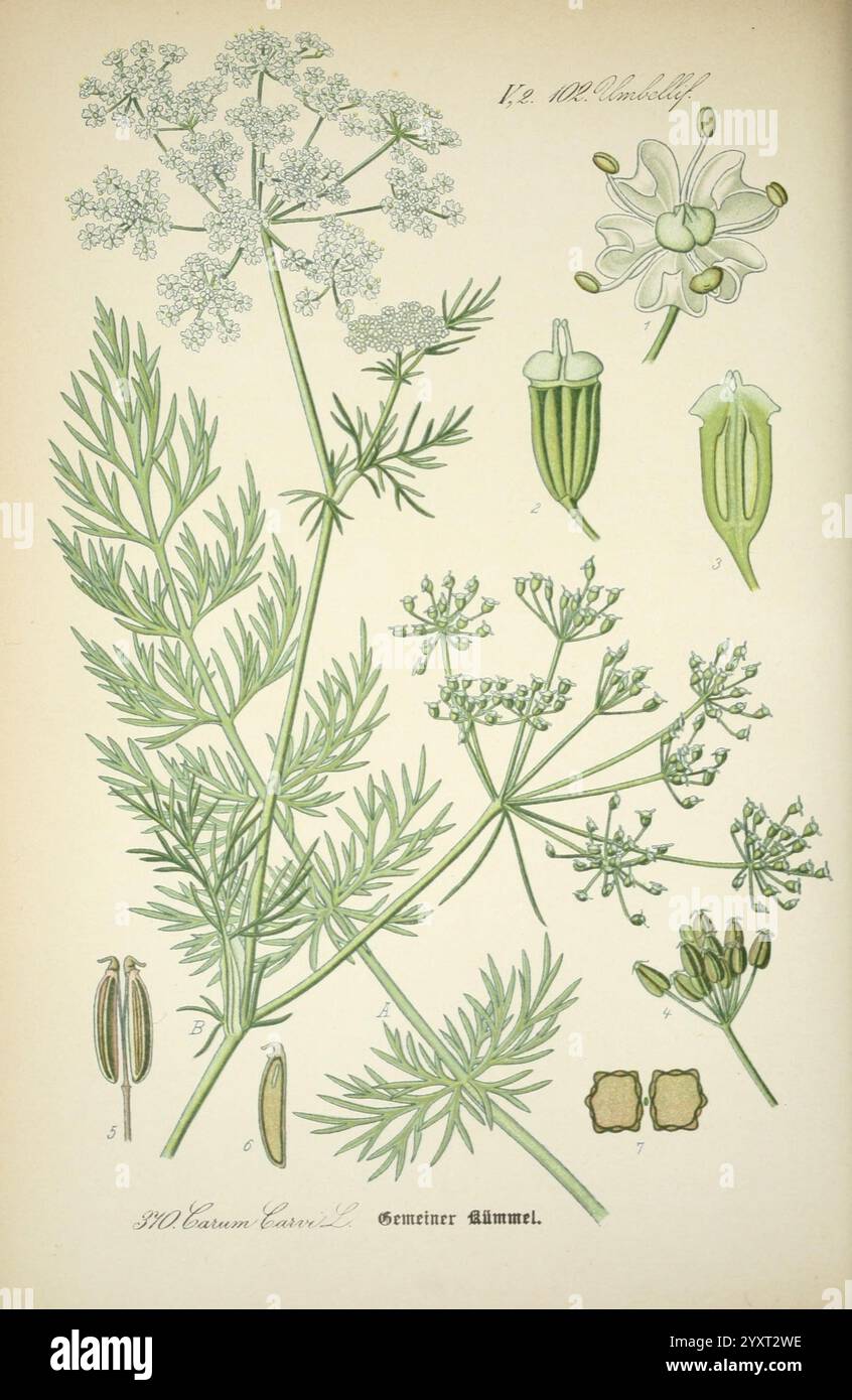 Prof. Dr. Thomé's Flora von Deutschland, Österreich und der Schweiz, in ...