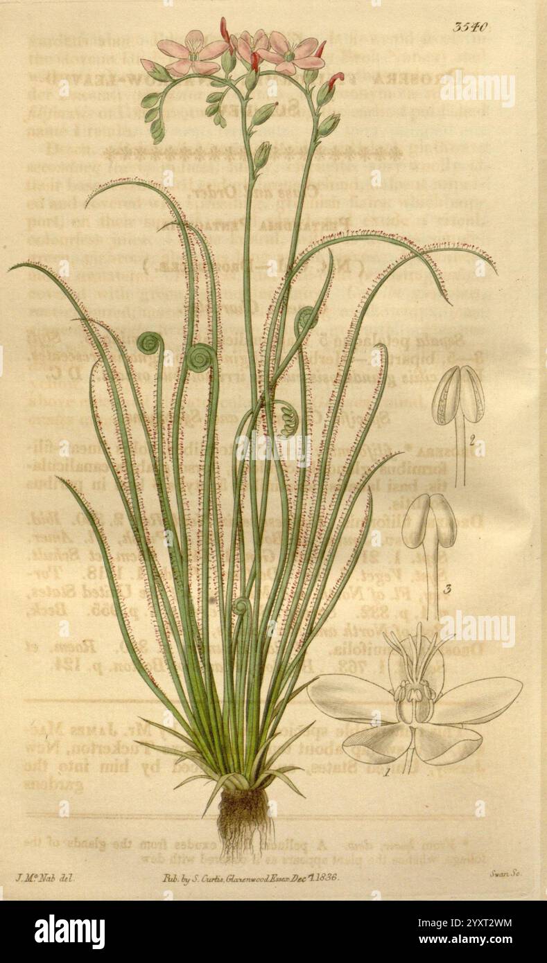 Curtis's Botanical Magazine London New York Botany Periodicals ...