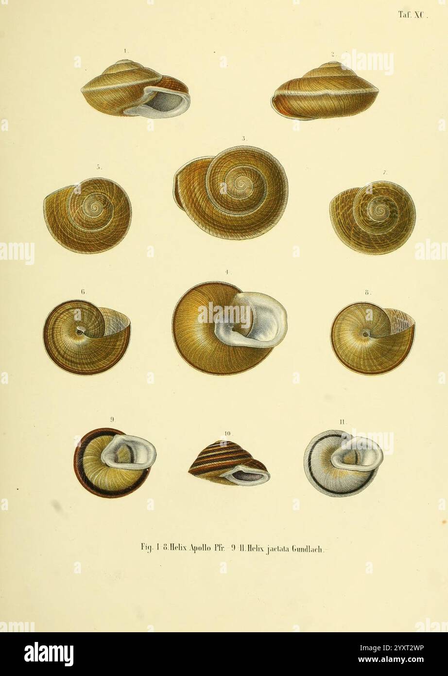 Form illustrates hi-res stock photography and images - Alamy