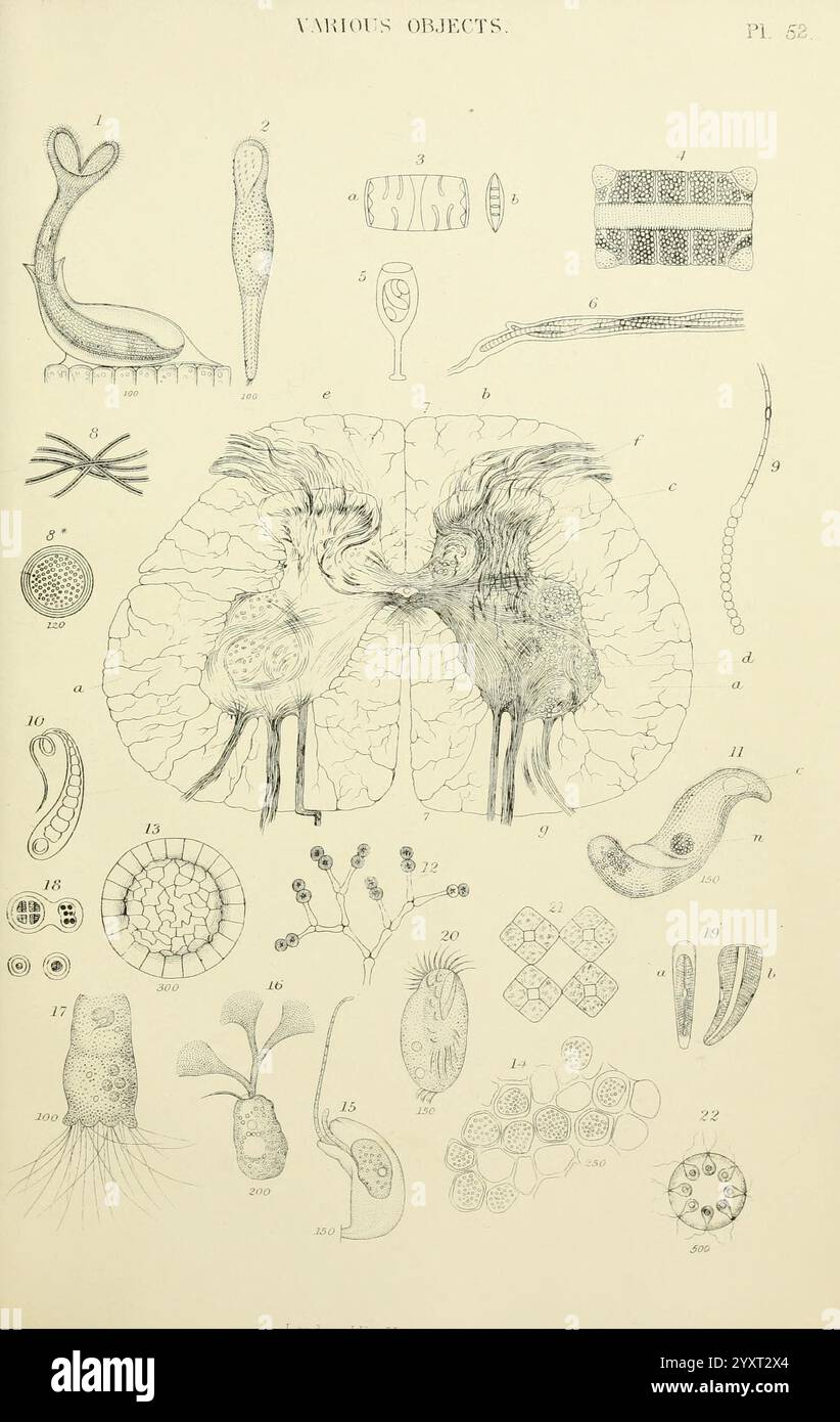 Displaying various anatomical features labeled hi-res stock photography ...