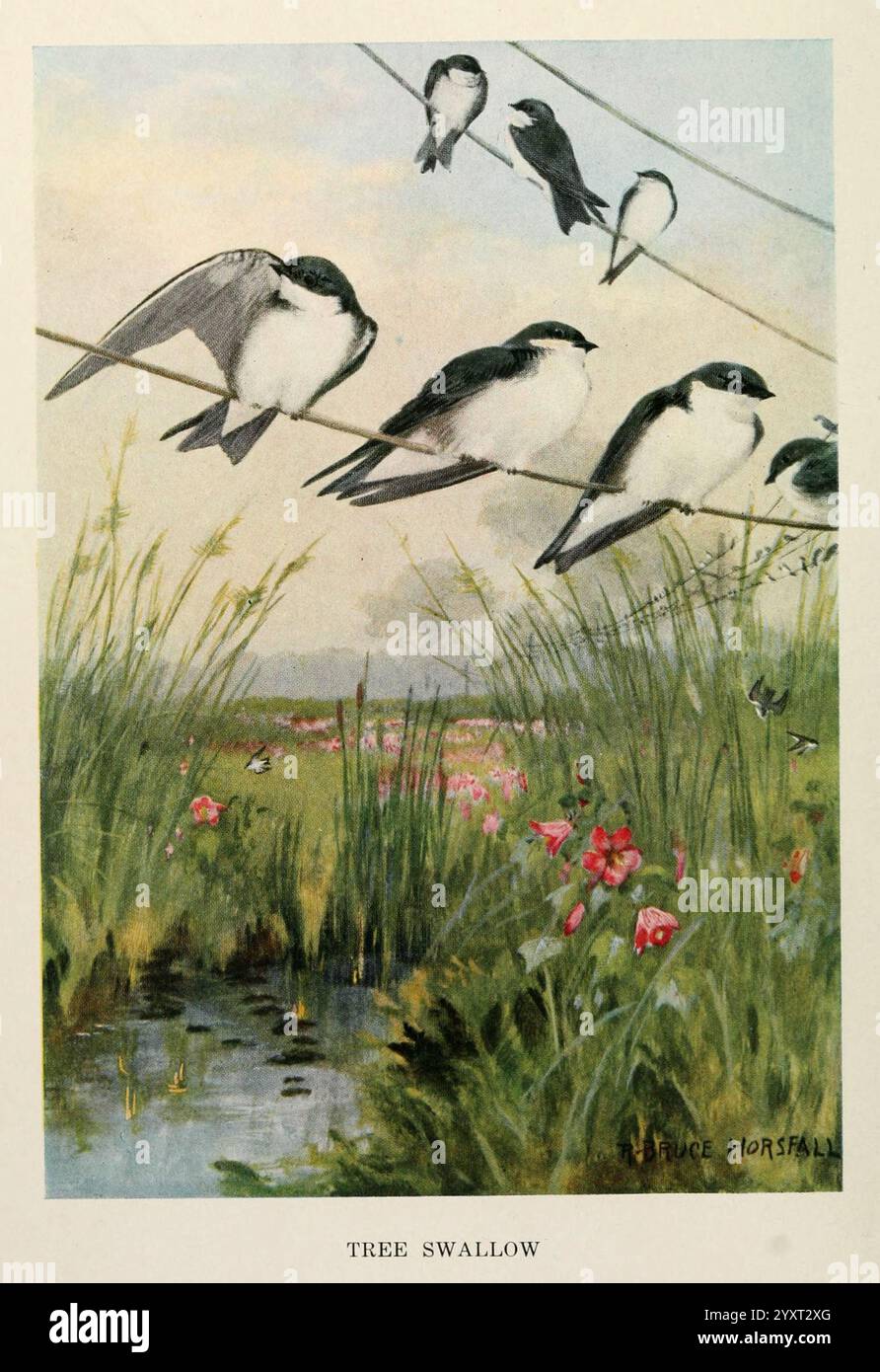 Tree swallow jpg hi-res stock photography and images - Alamy