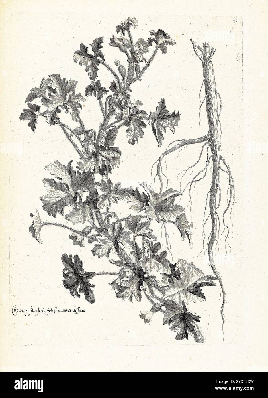 Interweaving lines hi-res stock photography and images - Alamy