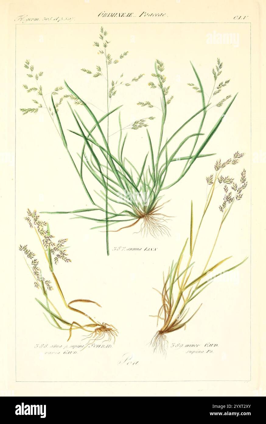 Icones florae Germanicae et Helveticae, simul Pedemontanae, Tirolensis ...