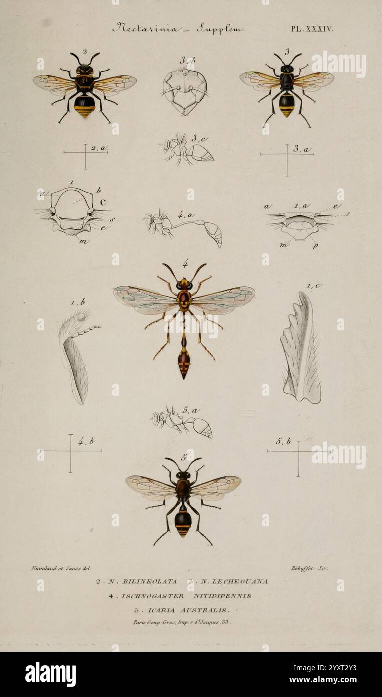 Showcasing intricate wing structures hi-res stock photography and ...