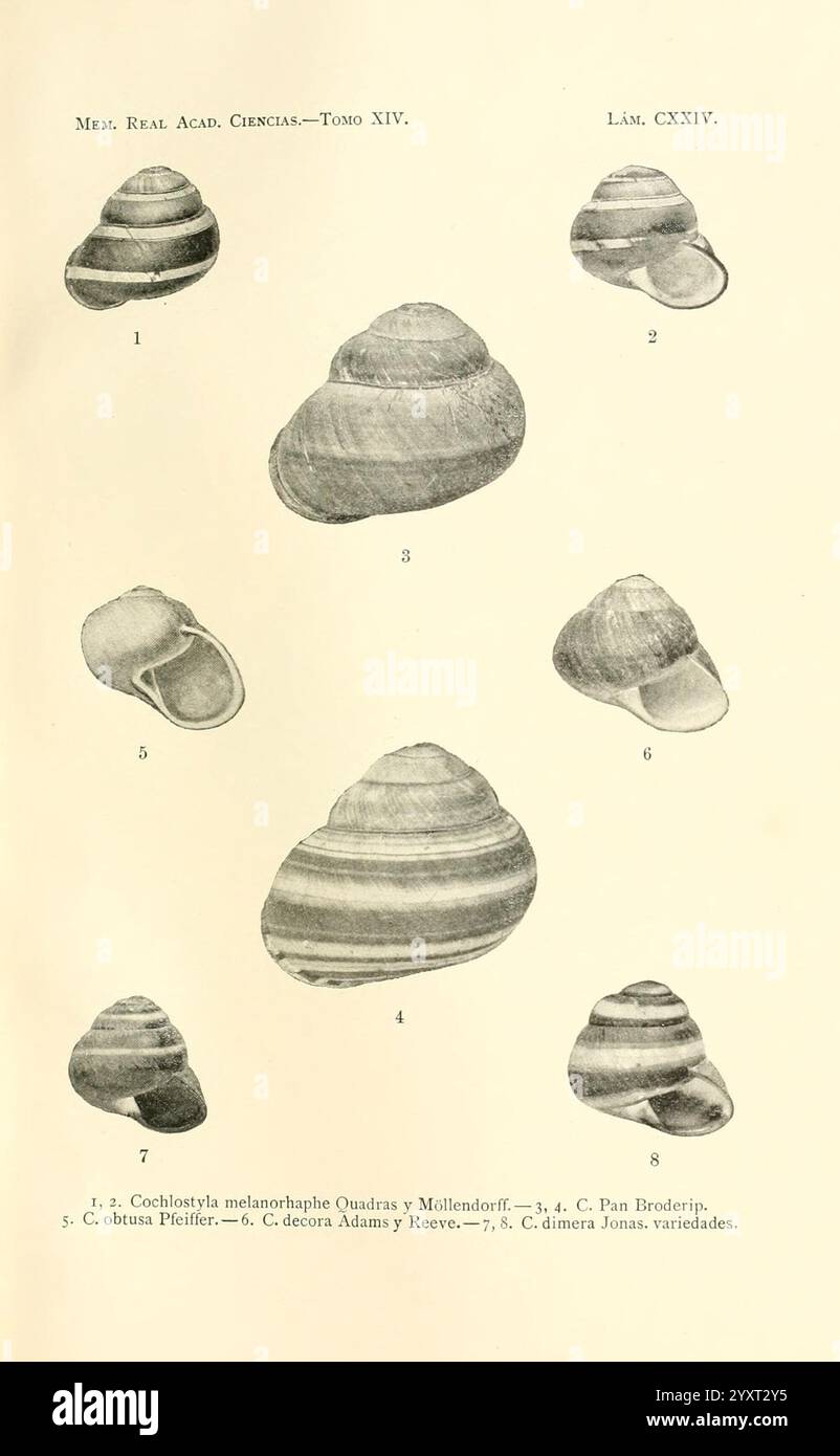 Detailed shell drawings hi-res stock photography and images - Alamy